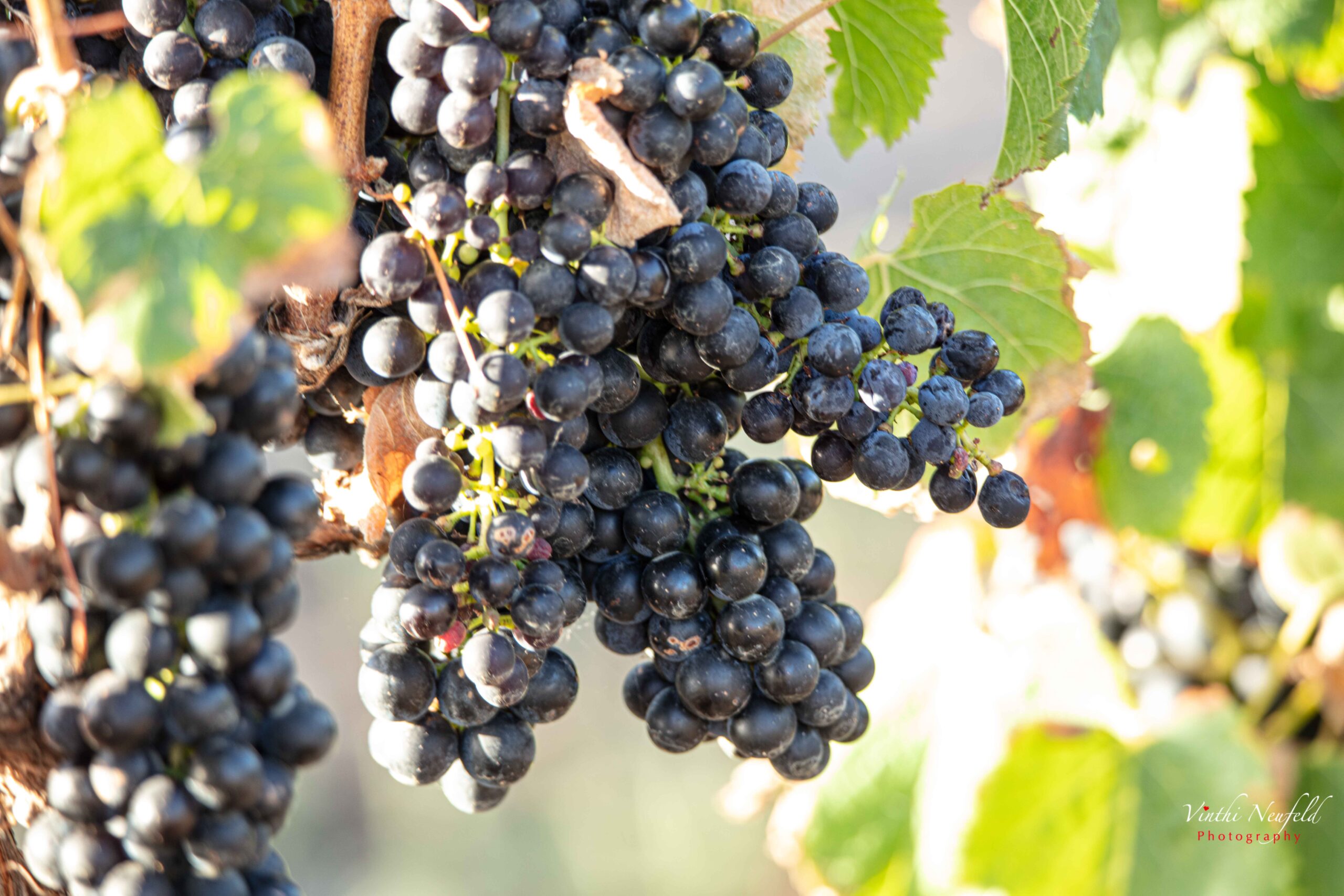 Bitou Vineyard - Social News Exchange