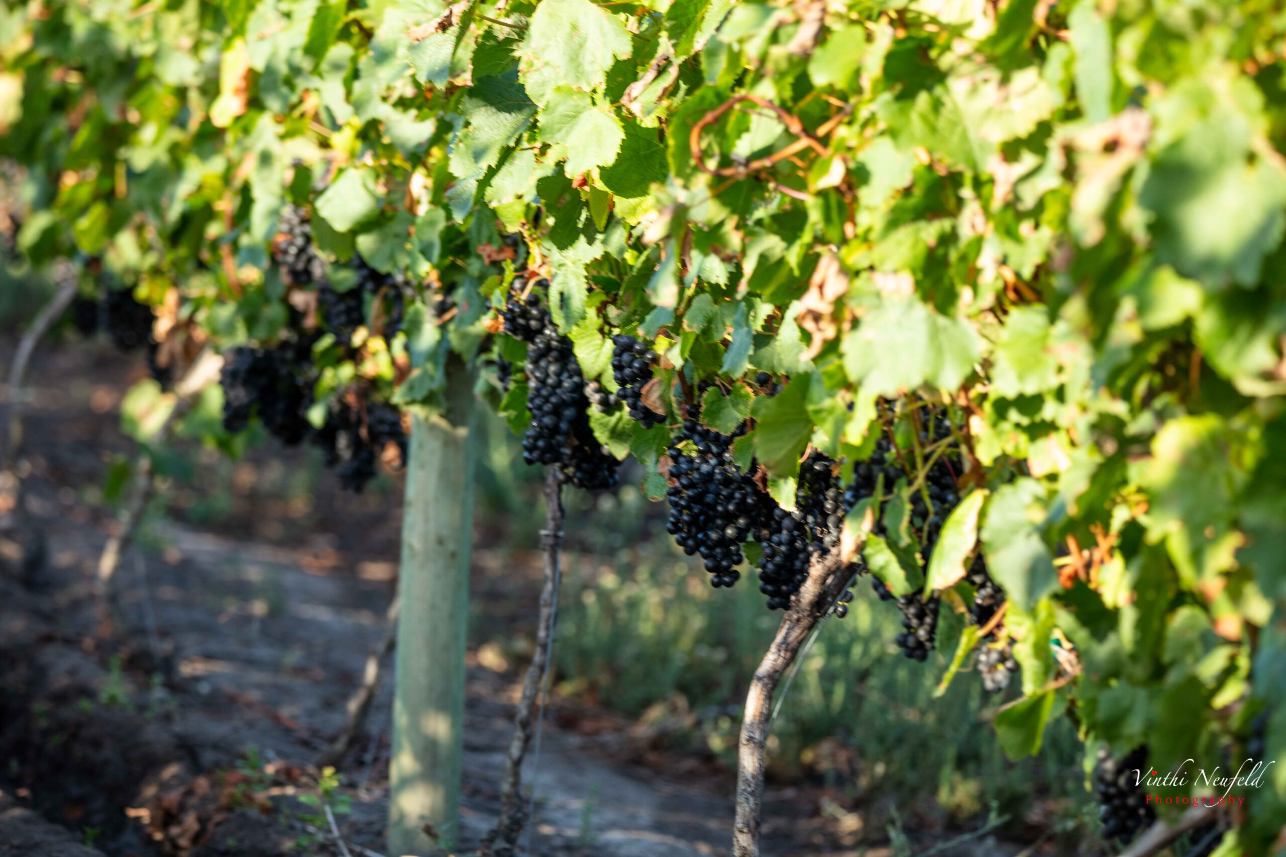 Bitou Vineyard - Social News Exchange