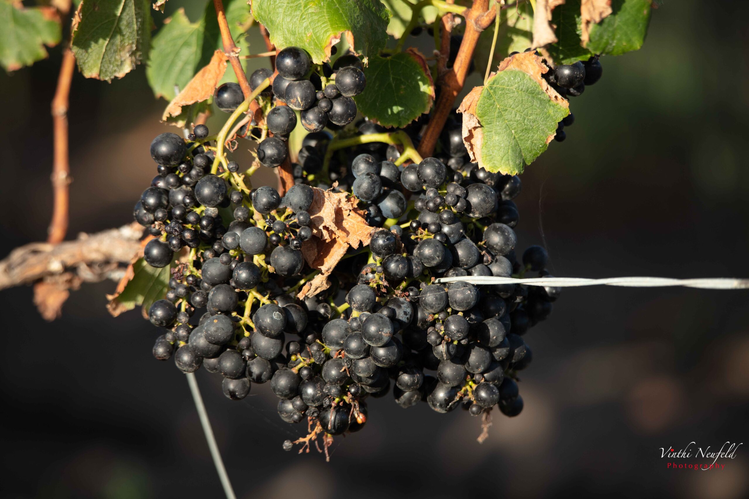 Bitou Vineyard - Social News Exchange