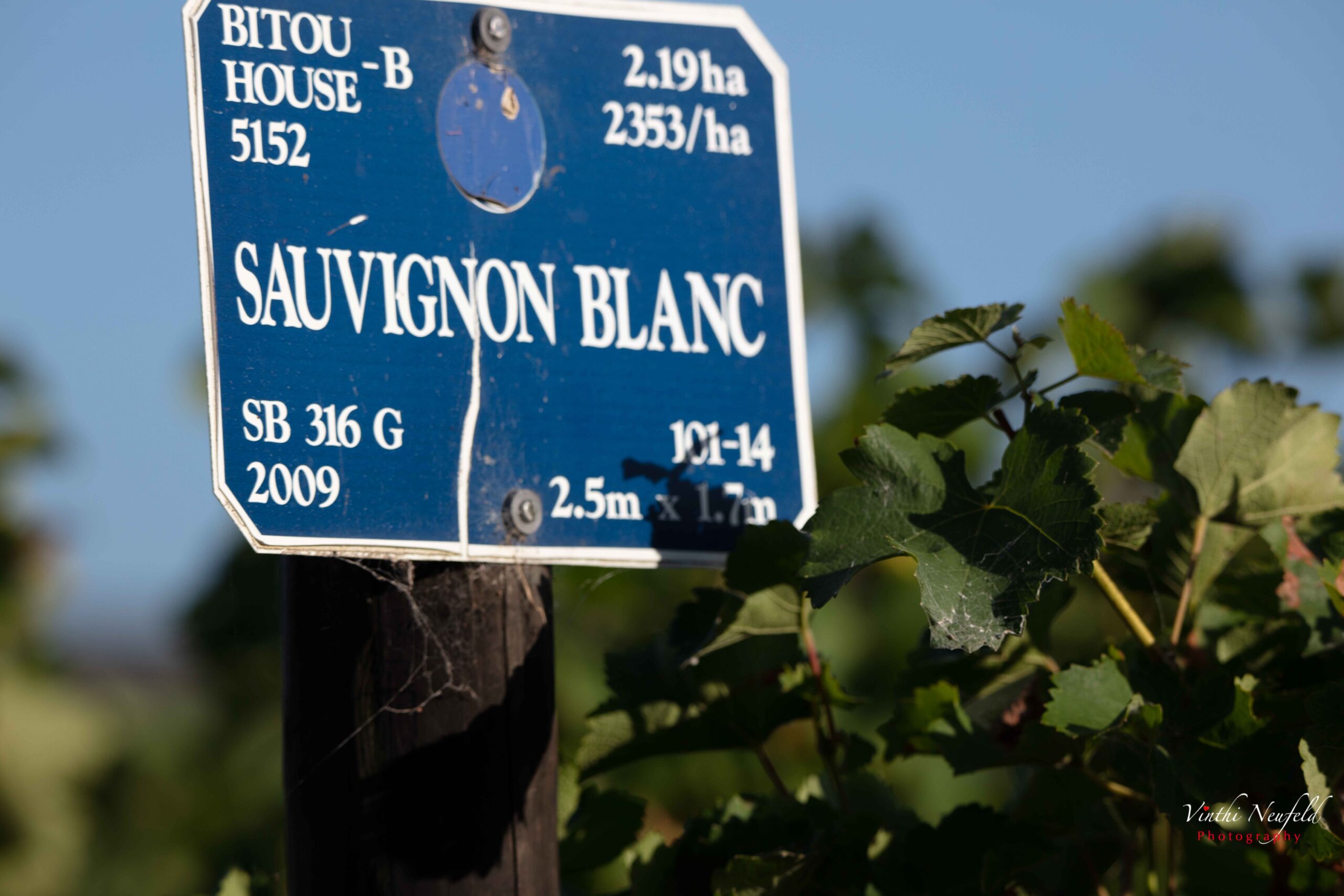 Bitou Vineyard - Social News Exchange